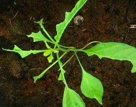 Cara Mudah Kawal Ulat Ratus Secara Biologi | Blog Cilibangi