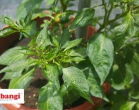 Kenali Virus Mozek Tembakau dan Virus Mozek Tomato | Blog Cilibangi