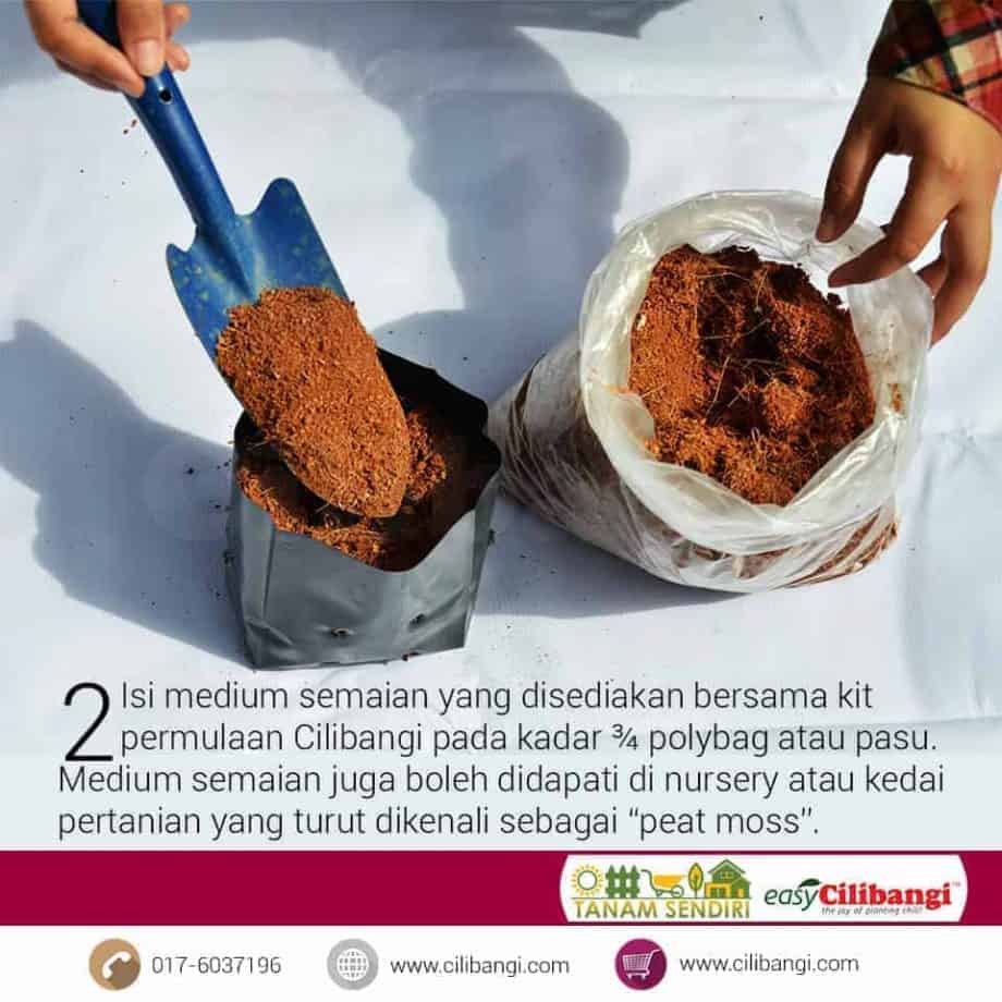 Panduan Semaian Biji Benih Cili Di Rumah | Blog Cilibangi