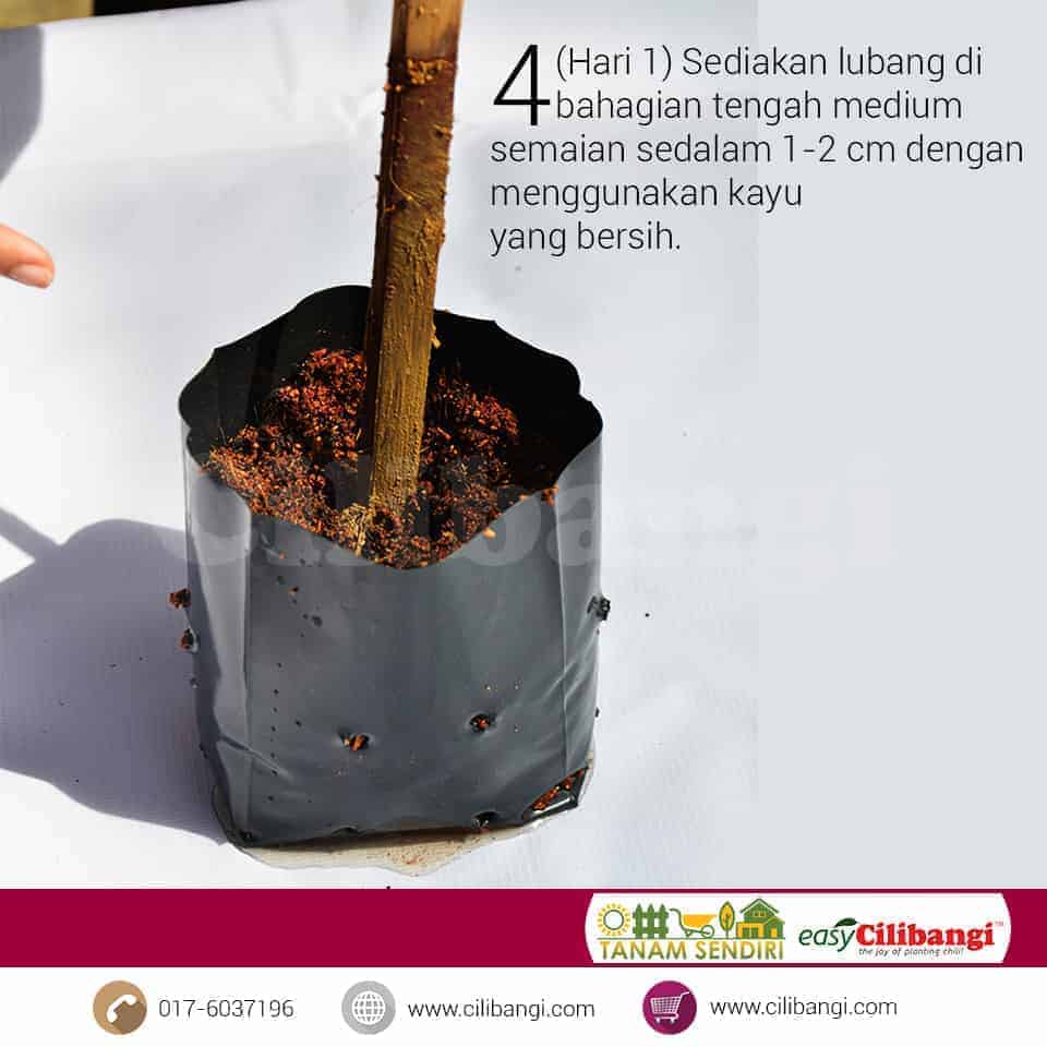 Panduan Semaian Biji Benih Cili Di Rumah | Blog Cilibangi