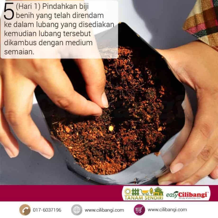 Panduan Semaian Biji Benih Cili Di Rumah | Blog Cilibangi