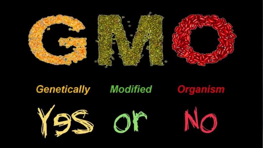 APAKAH ITU GMO’s? KESAN KEPADA MANUSIA DAN ALAM SEKITAR | Blog Cilibangi