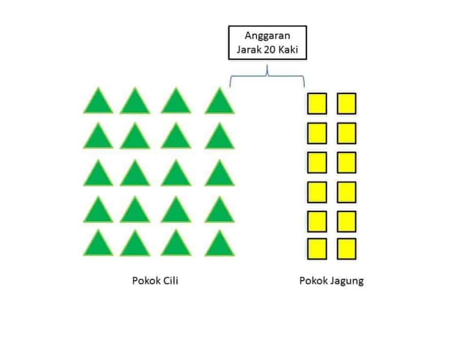 Cara Mudah Kawal Ulat Ratus Secara Biologi | Blog Cilibangi