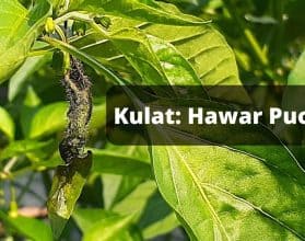 Kenali Virus Mozek Tembakau dan Virus Mozek Tomato | Blog Cilibangi