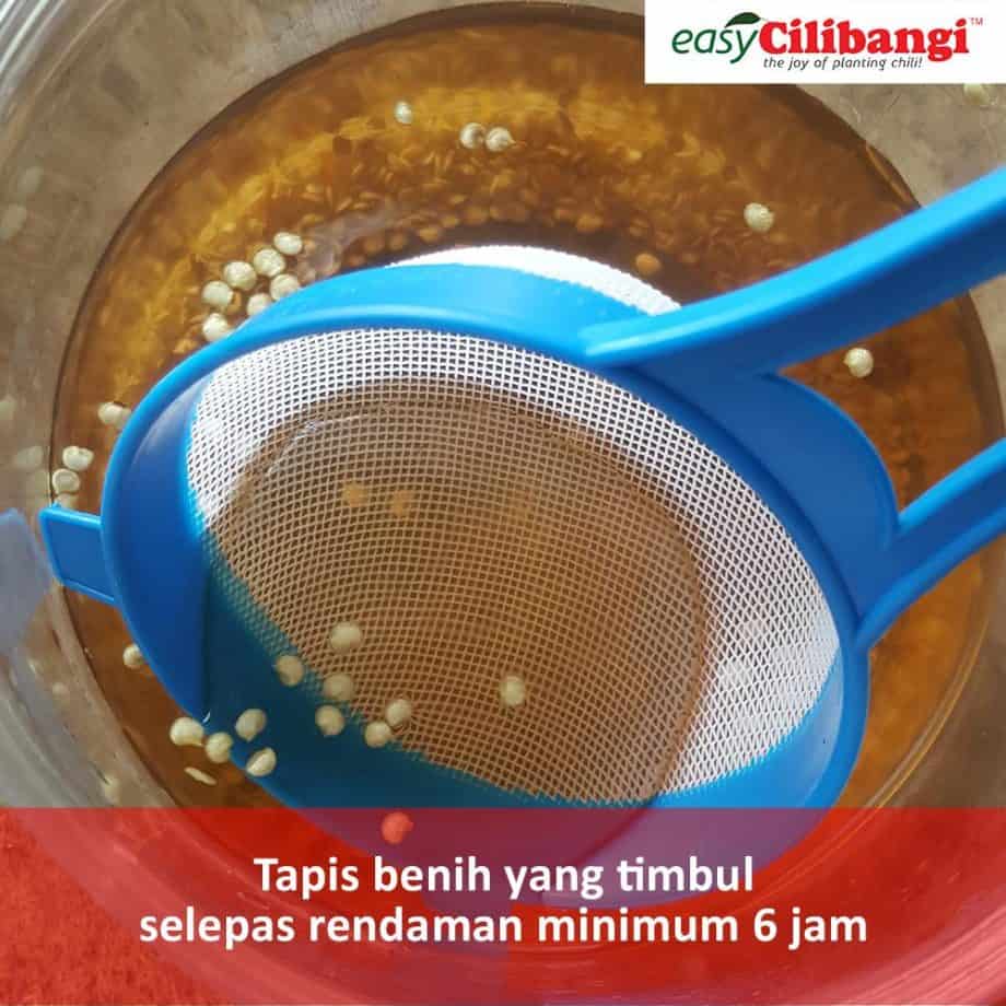 Lihat Cara Semaian Benih Cili Dalam Dulang Semaian | Blog Cilibangi