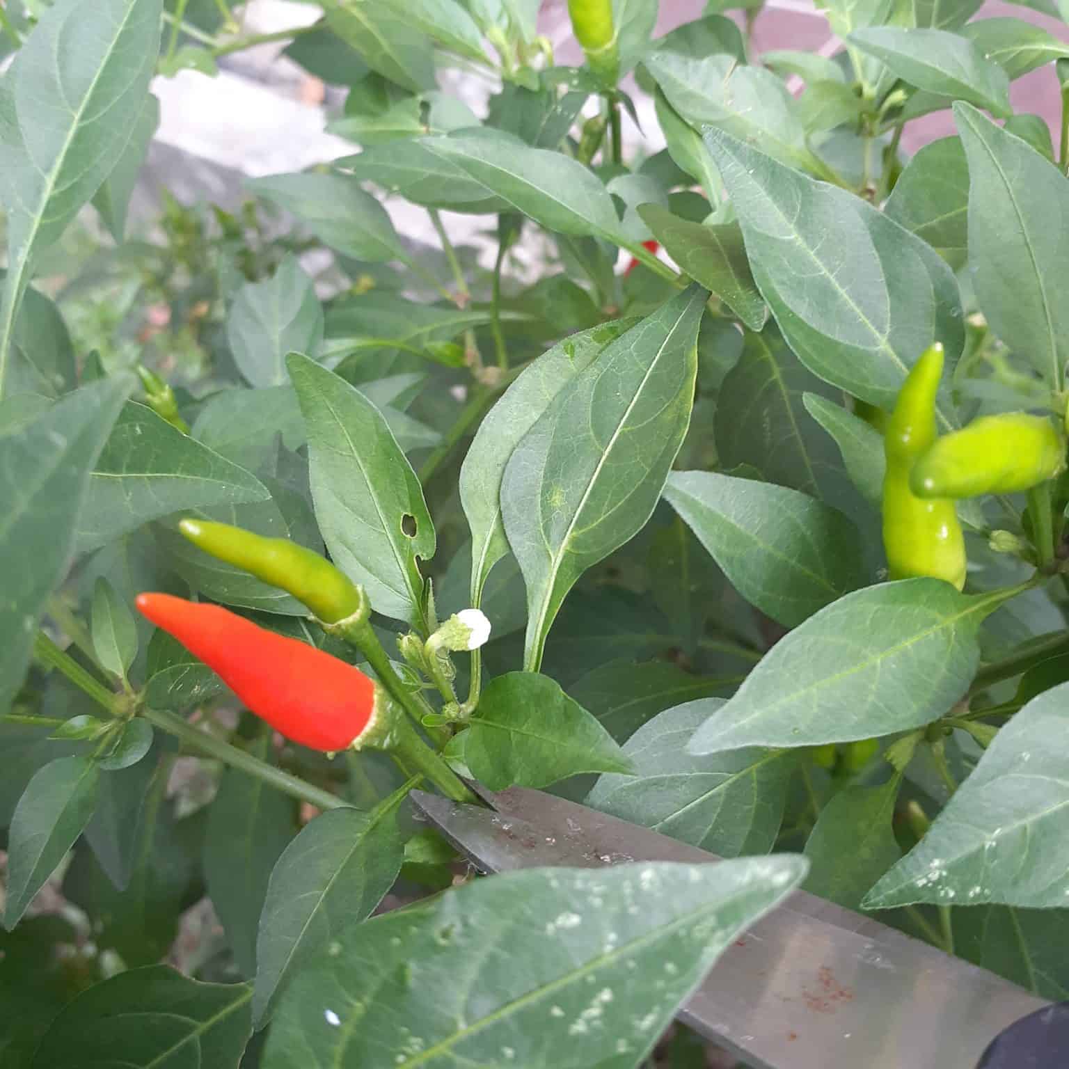 Kenali Cili Padi | Blog Cilibangi