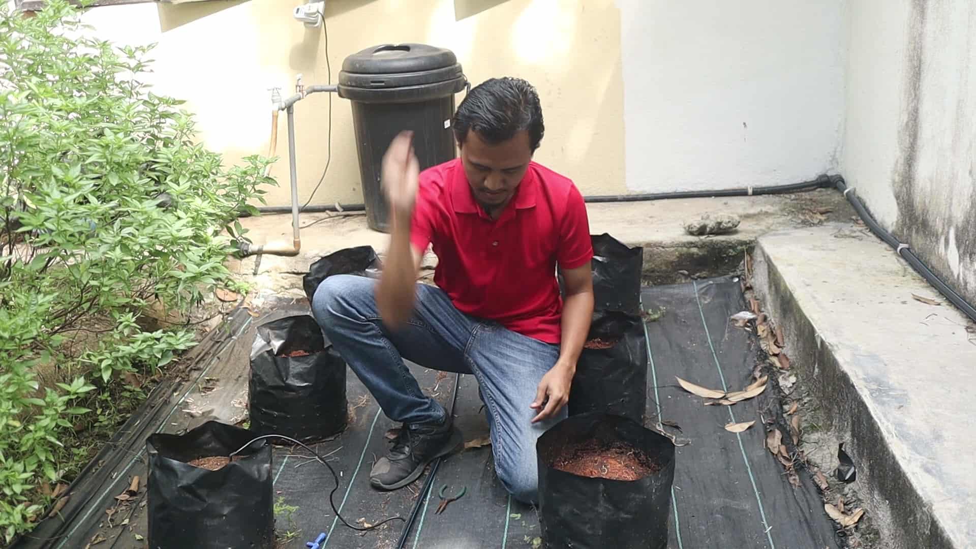 Pokok Layu Akibat Penitis Tersumbat | Blog Cilibangi